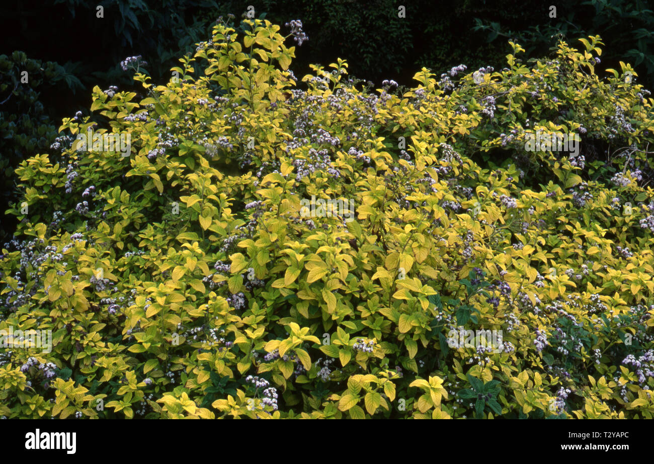 HELIOTROPIUM ARBORESCENS 'AUREUM' TURNSOLE Stock Photo - Alamy