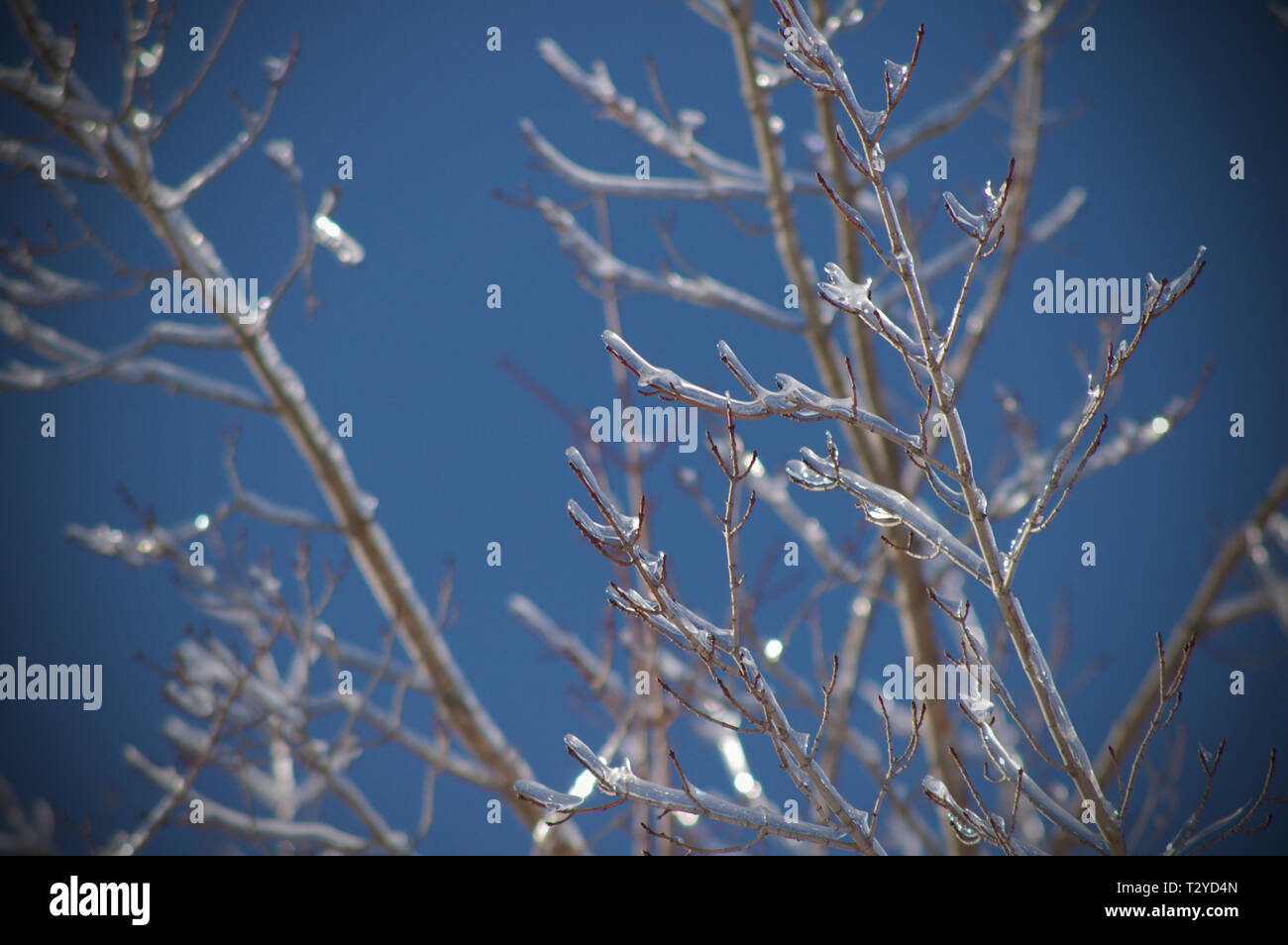 Unusual tree shapes hi-res stock photography and images - Alamy