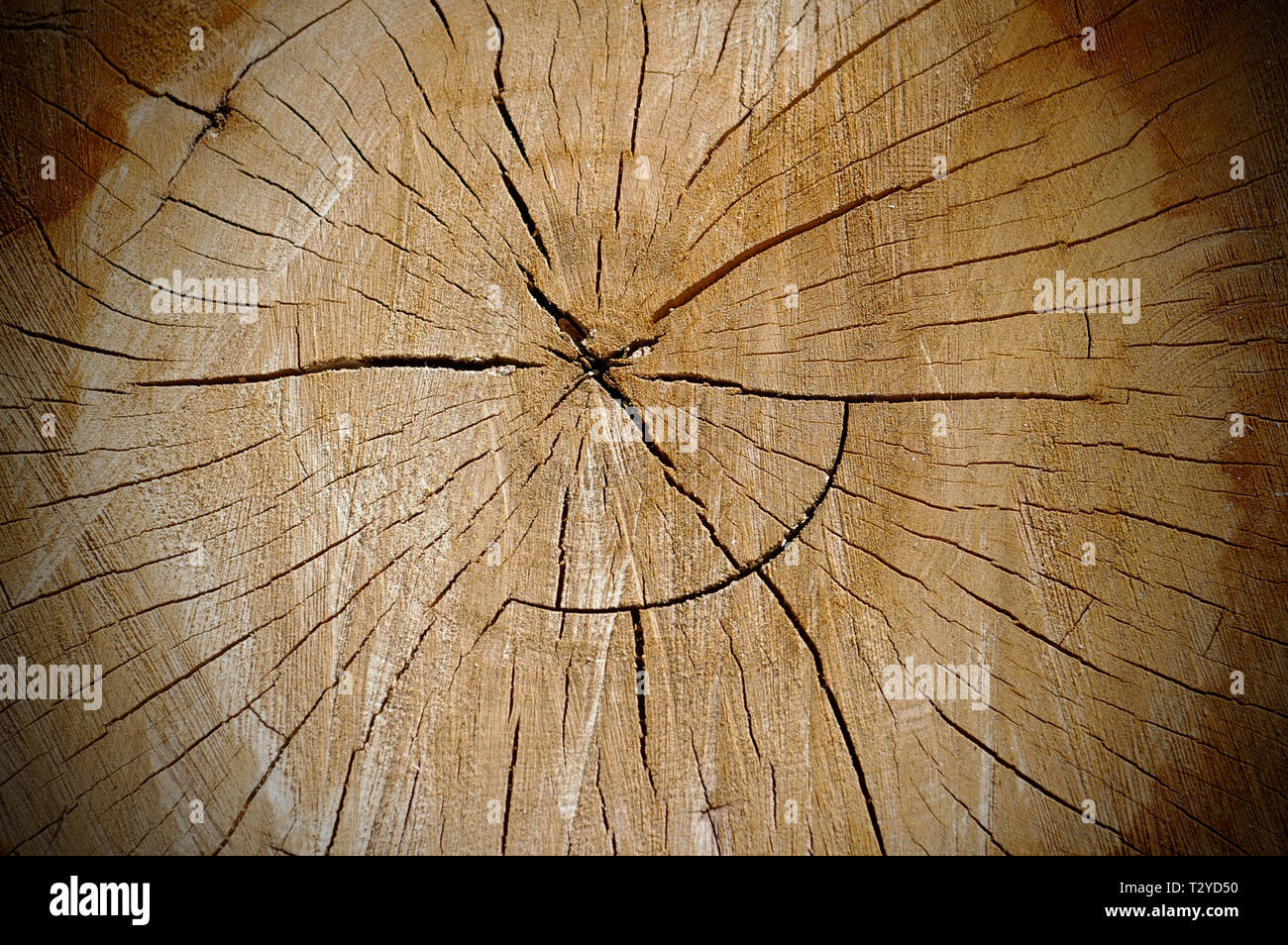 Unusual tree shapes hi-res stock photography and images - Alamy