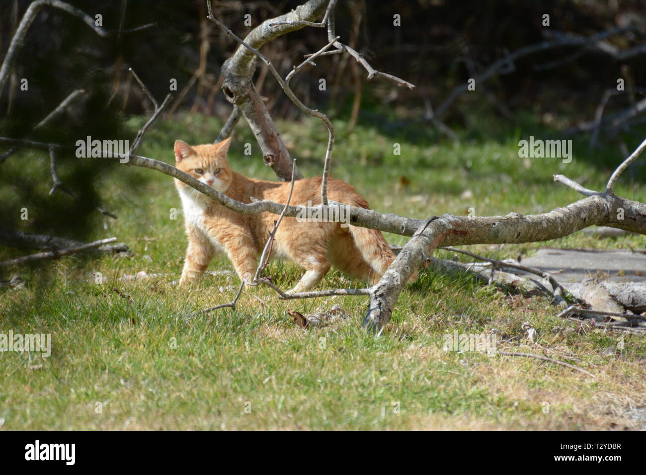 Stray cats who have been taken in by locals after being dumped Stock ...