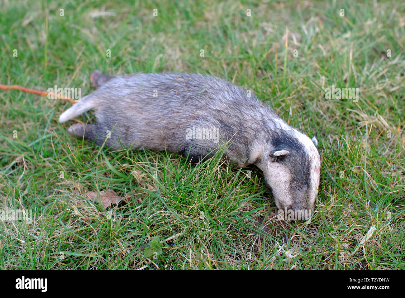 Dead badger cub Stock Photo - Alamy