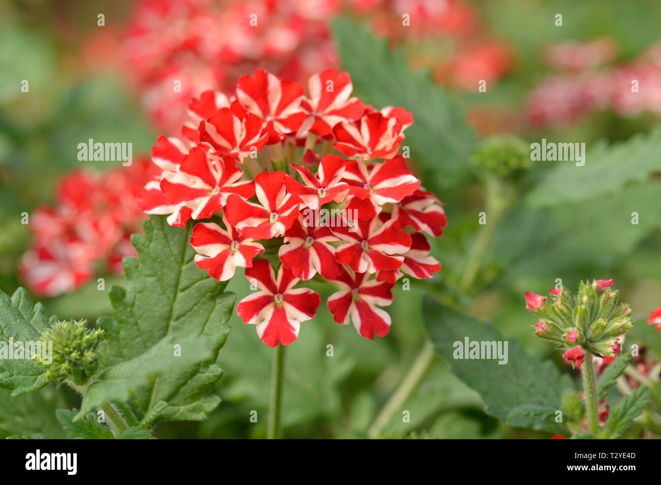 Verbena estrelle voodoo star hi-res stock photography and images - Alamy
