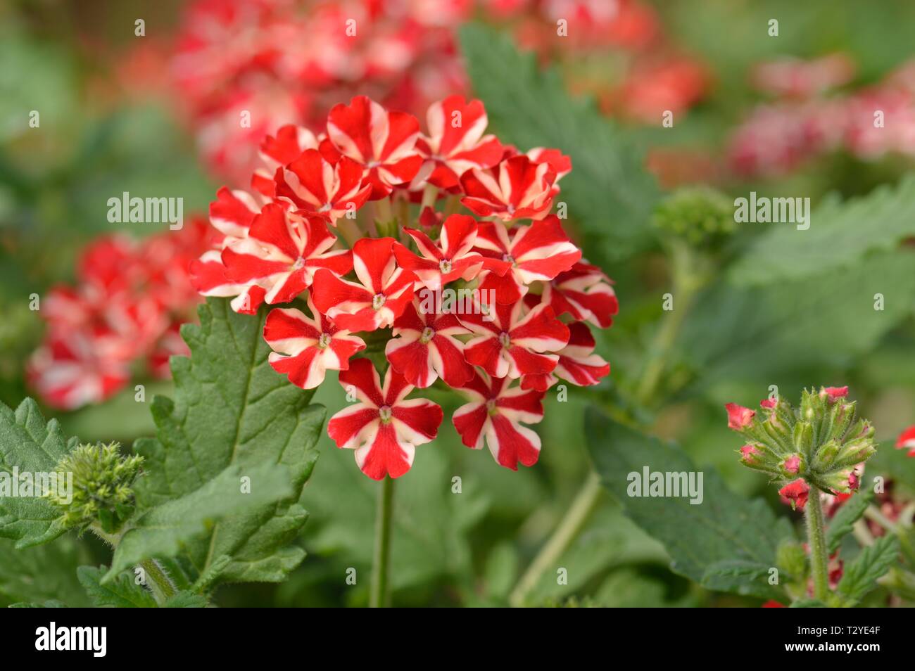 Verbena estrelle Voodoo Star Stock Photo - Alamy