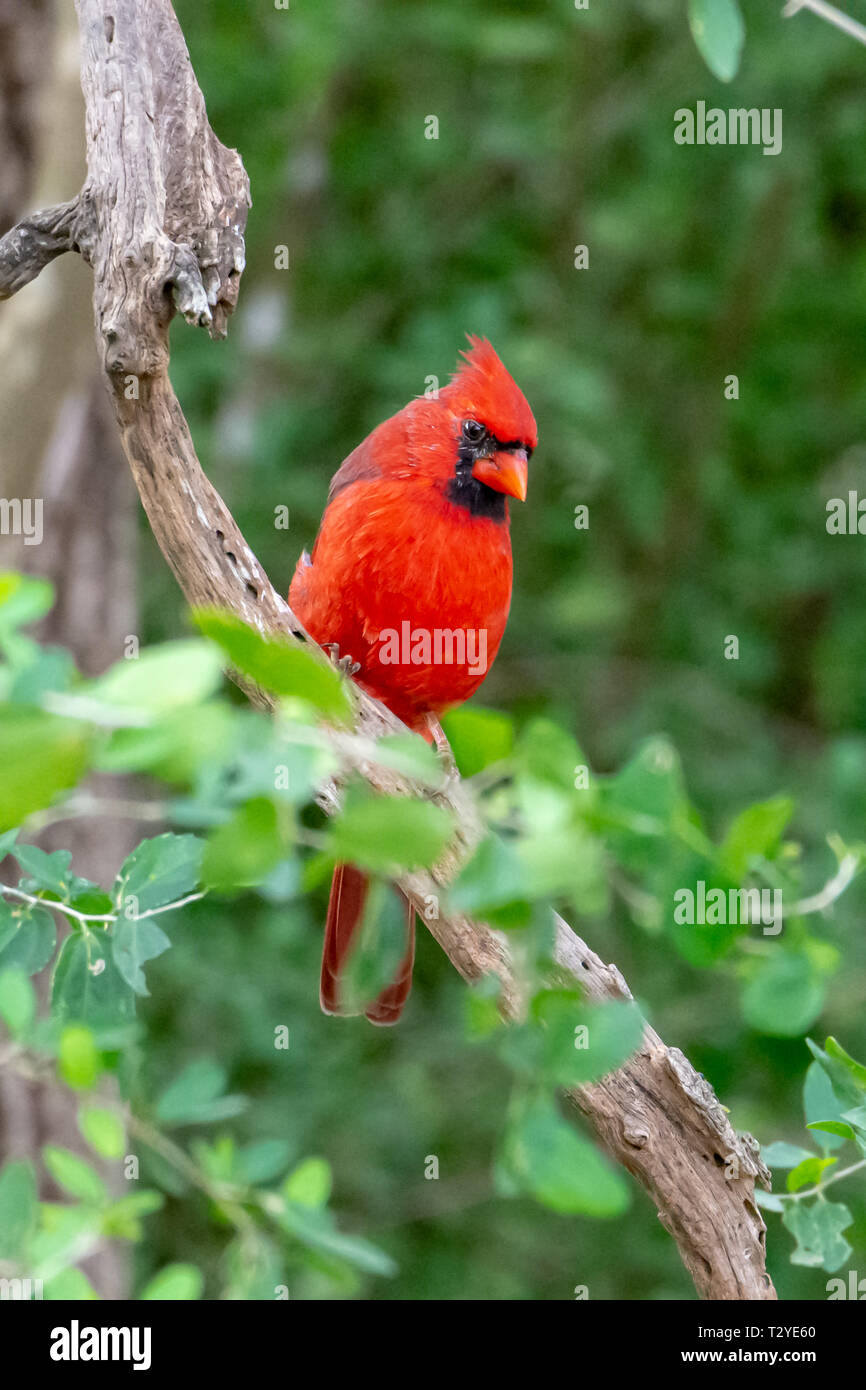 Northern Cardinal (Cardinalis cardinalis) in southern Texas Stock Photo ...