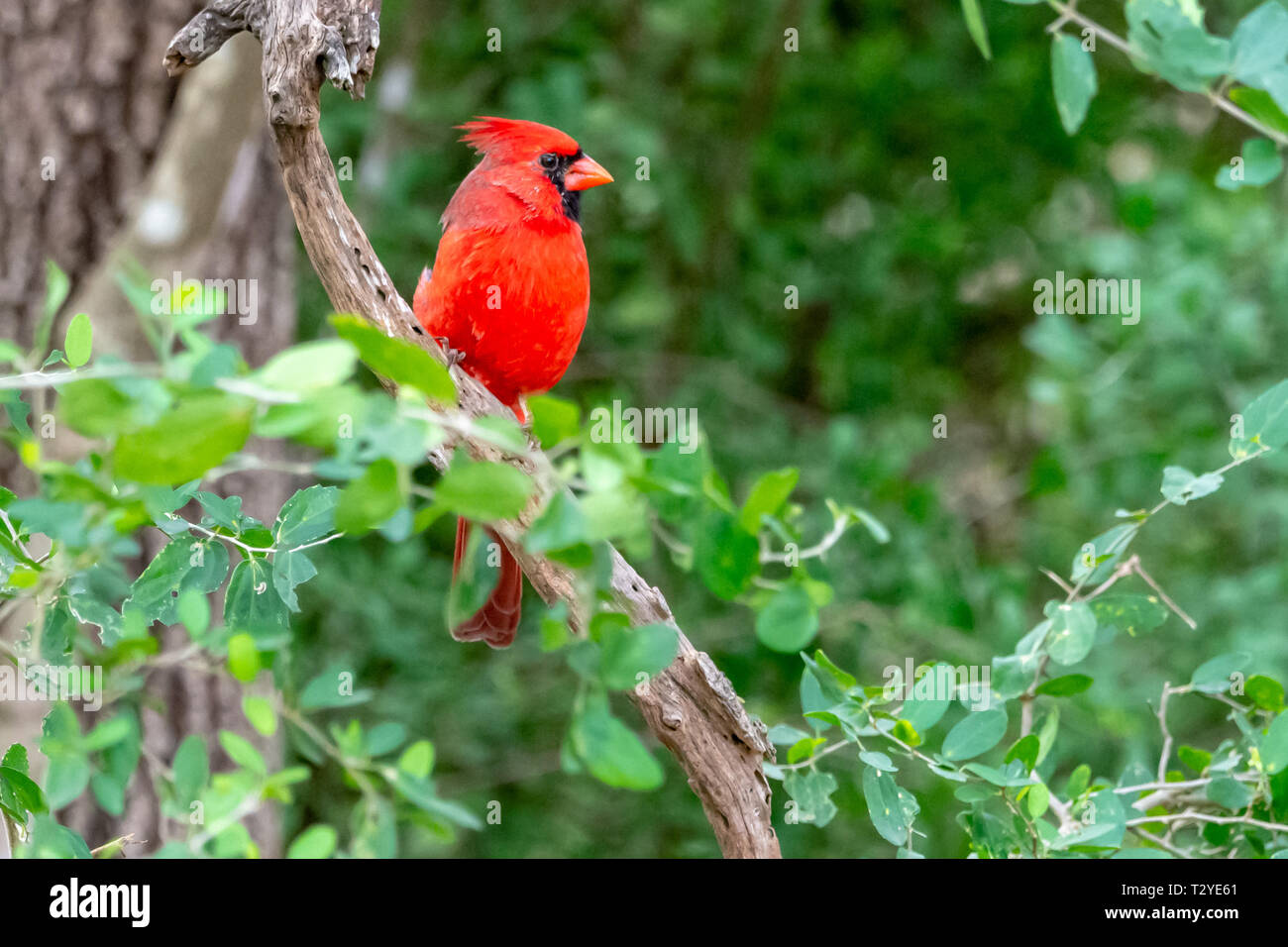 Cardinal bird hi-res stock photography and images - Alamy