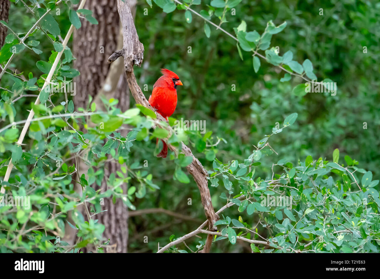 Northern Cardinal (Cardinalis cardinalis) in southern Texas Stock Photo ...