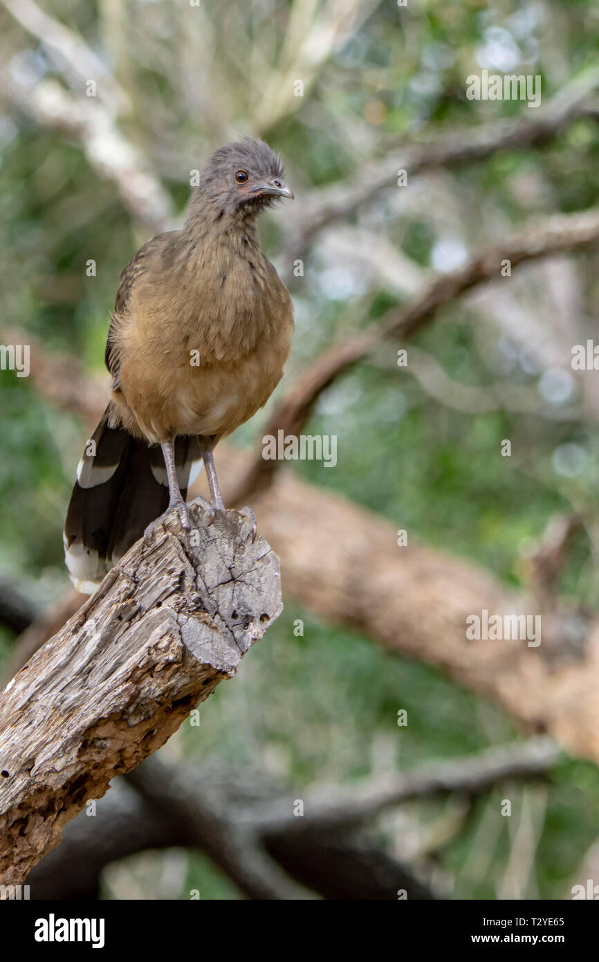 Plain Chachalaca (Ortalis vetula mccallii) in McAllen, Texas Stock ...
