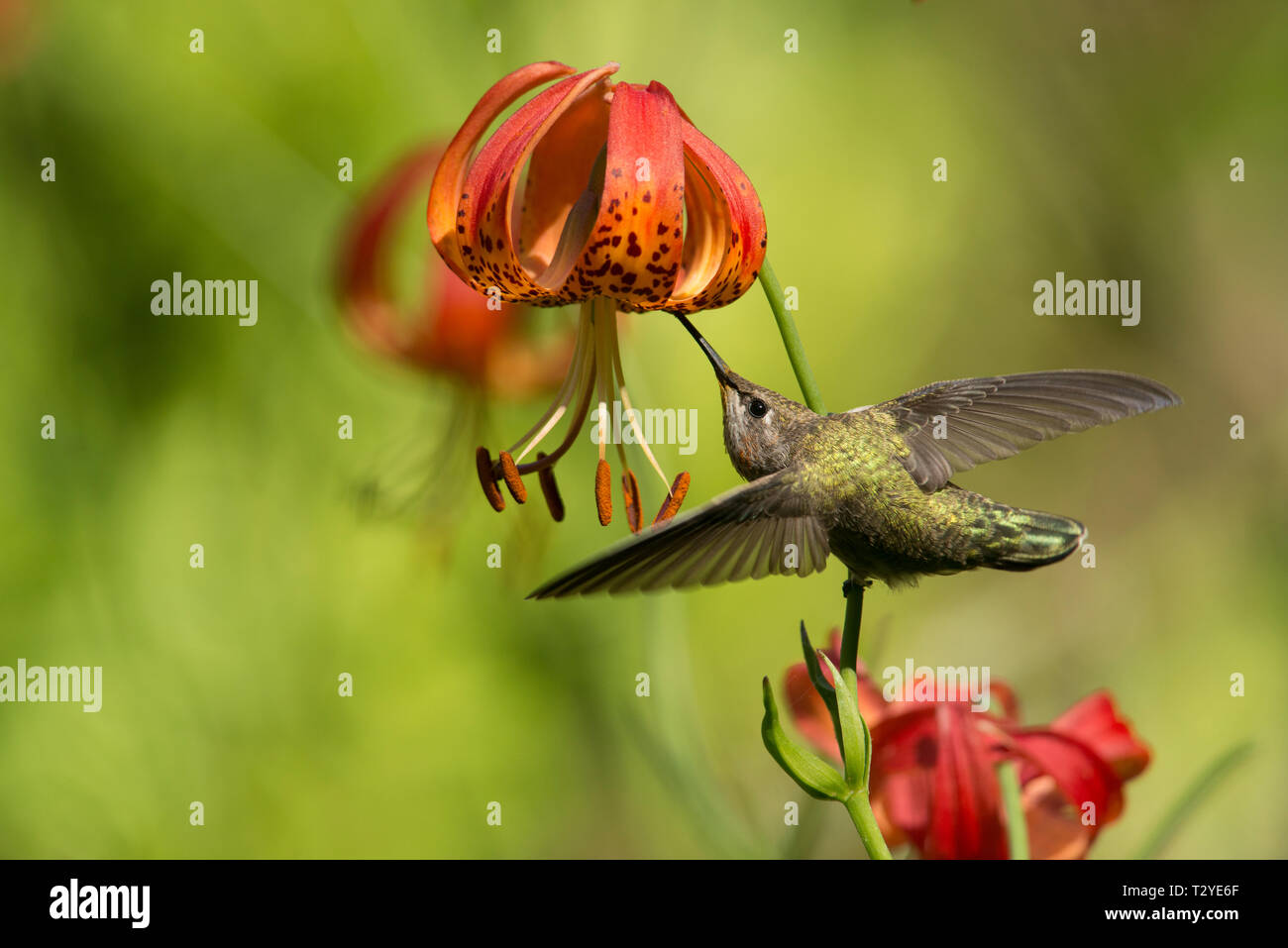 A hummingbird sips nectar from a hanging lily flower, using her wings ...
