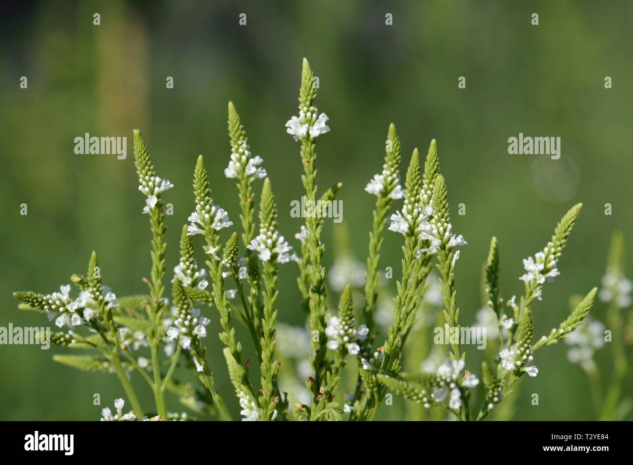Verbena hastata hi-res stock photography and images - Alamy