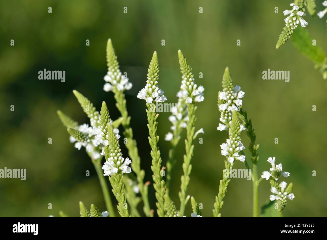 Verbena hastata hi-res stock photography and images - Alamy