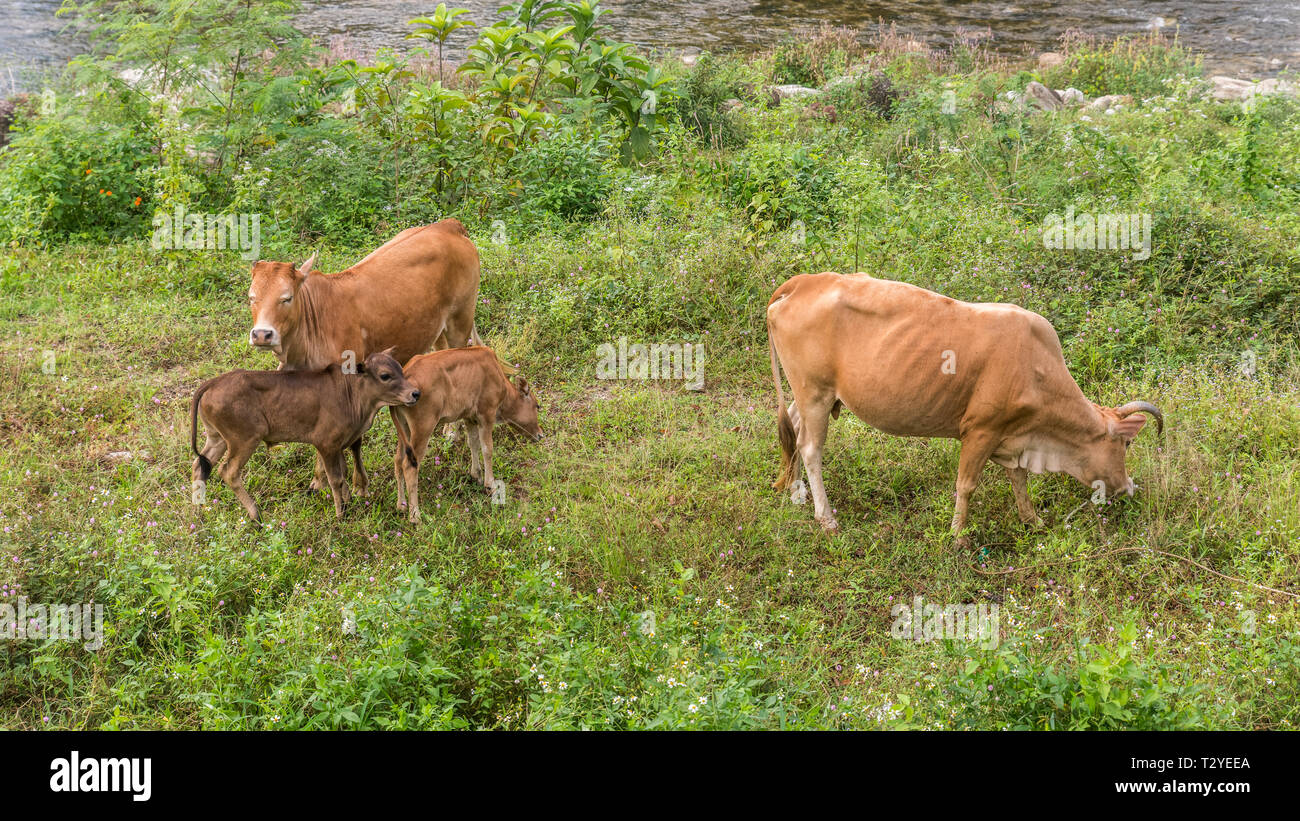 Tan cow and calves by the side of the river in Kiriwong grazing in ...