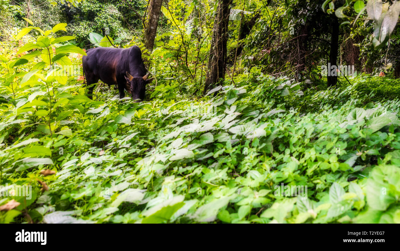 Beef farming rainforest hi-res stock photography and images - Alamy