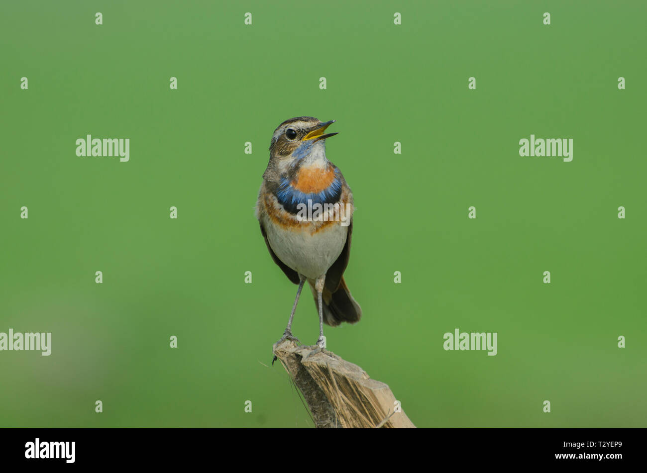 Calling bird hi-res stock photography and images - Alamy