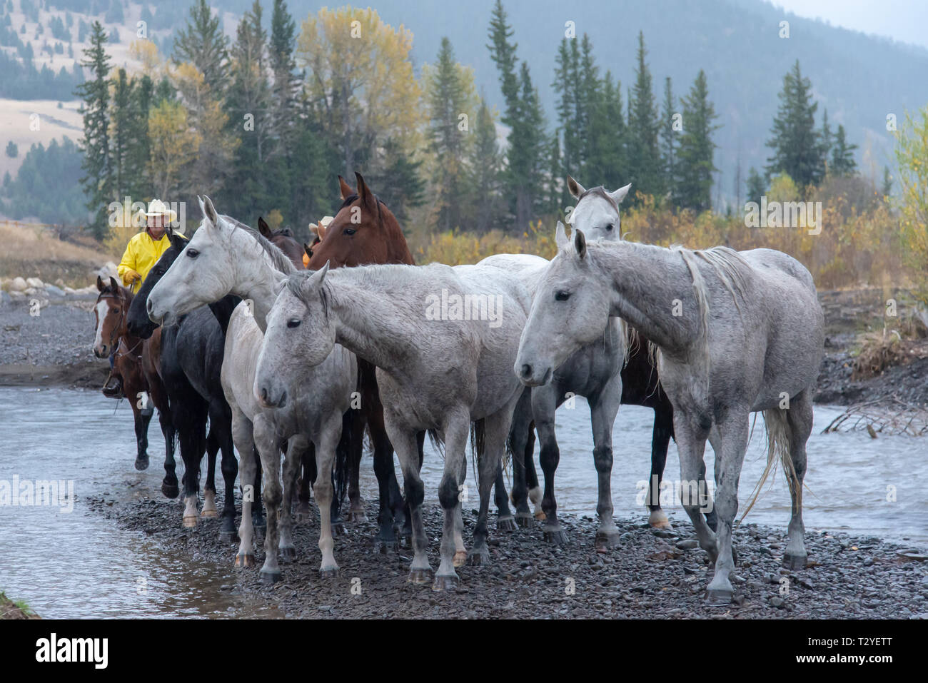 Working cowboys hi-res stock photography and images - Alamy