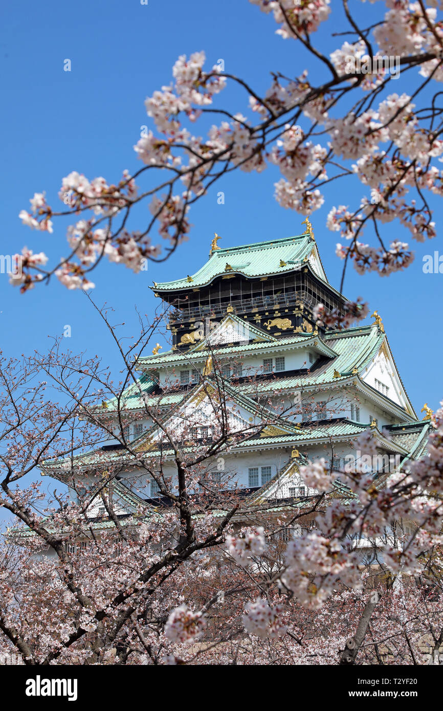 Osaka Castle seen through the branches of flowering cherry trees during ...