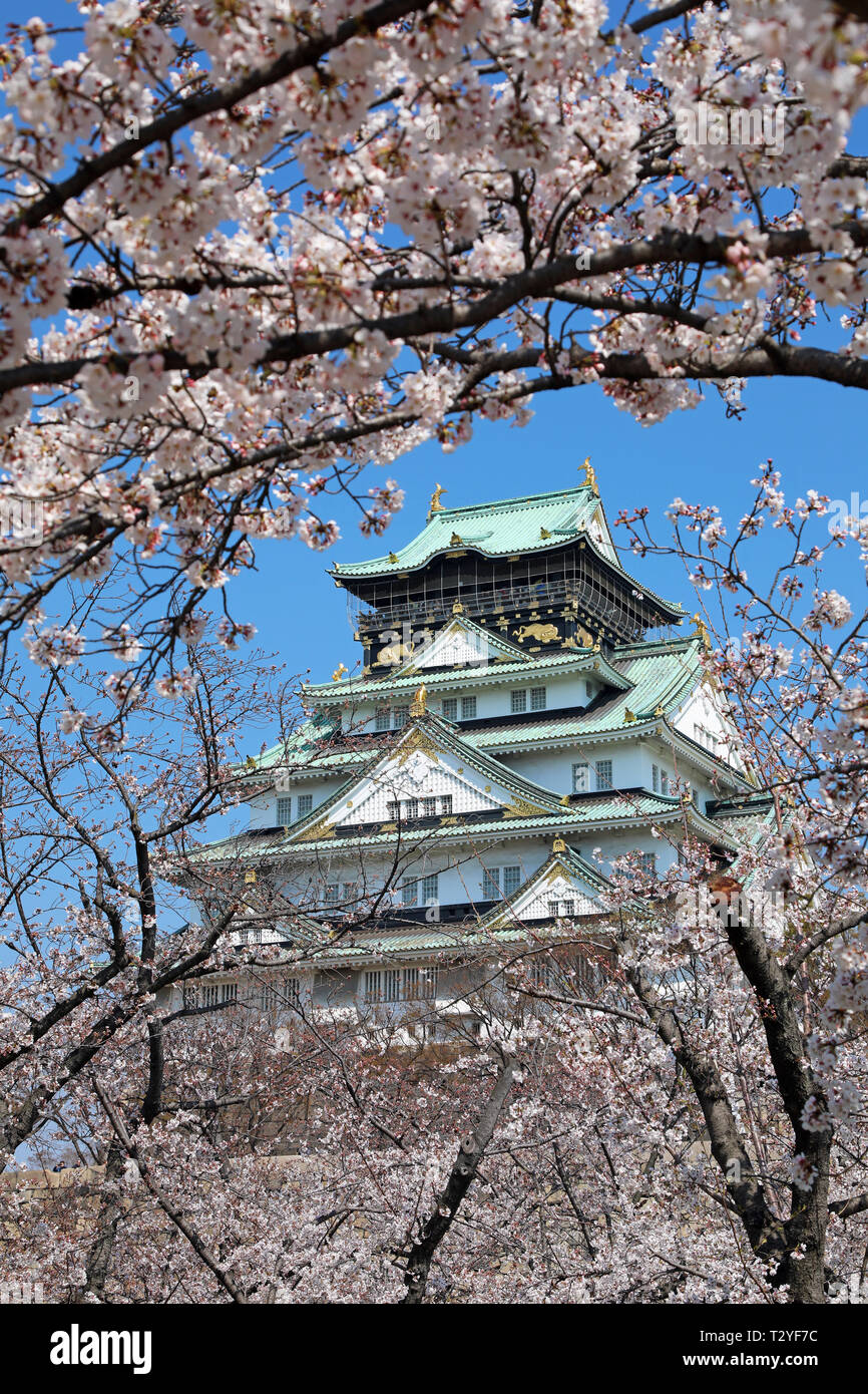Osaka Castle seen through the branches of flowering cherry trees during ...