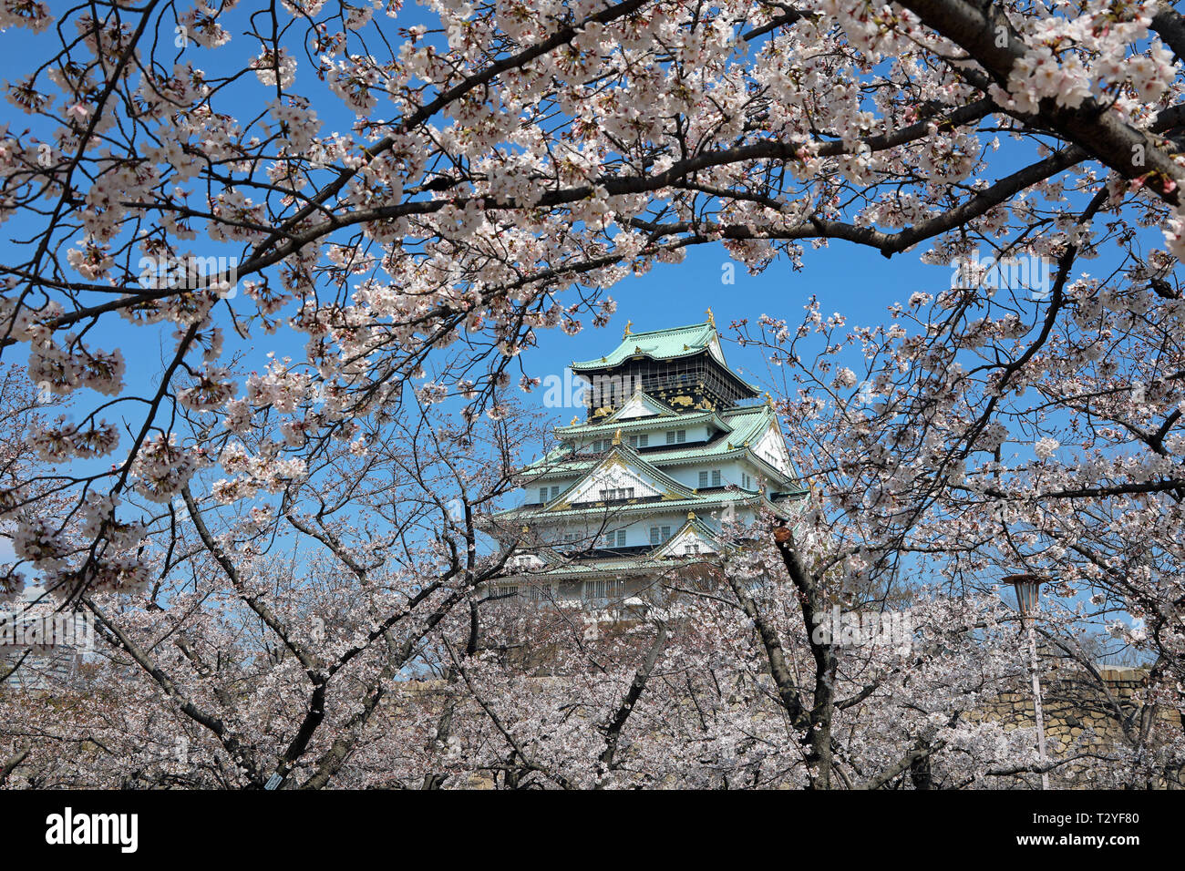 Osaka Castle seen through the branches of flowering cherry trees during ...