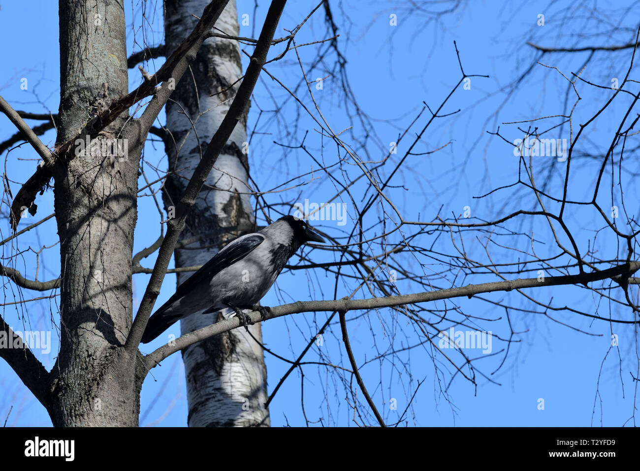 Crow sitting on a tree in the forest on a background of the clear blue ...