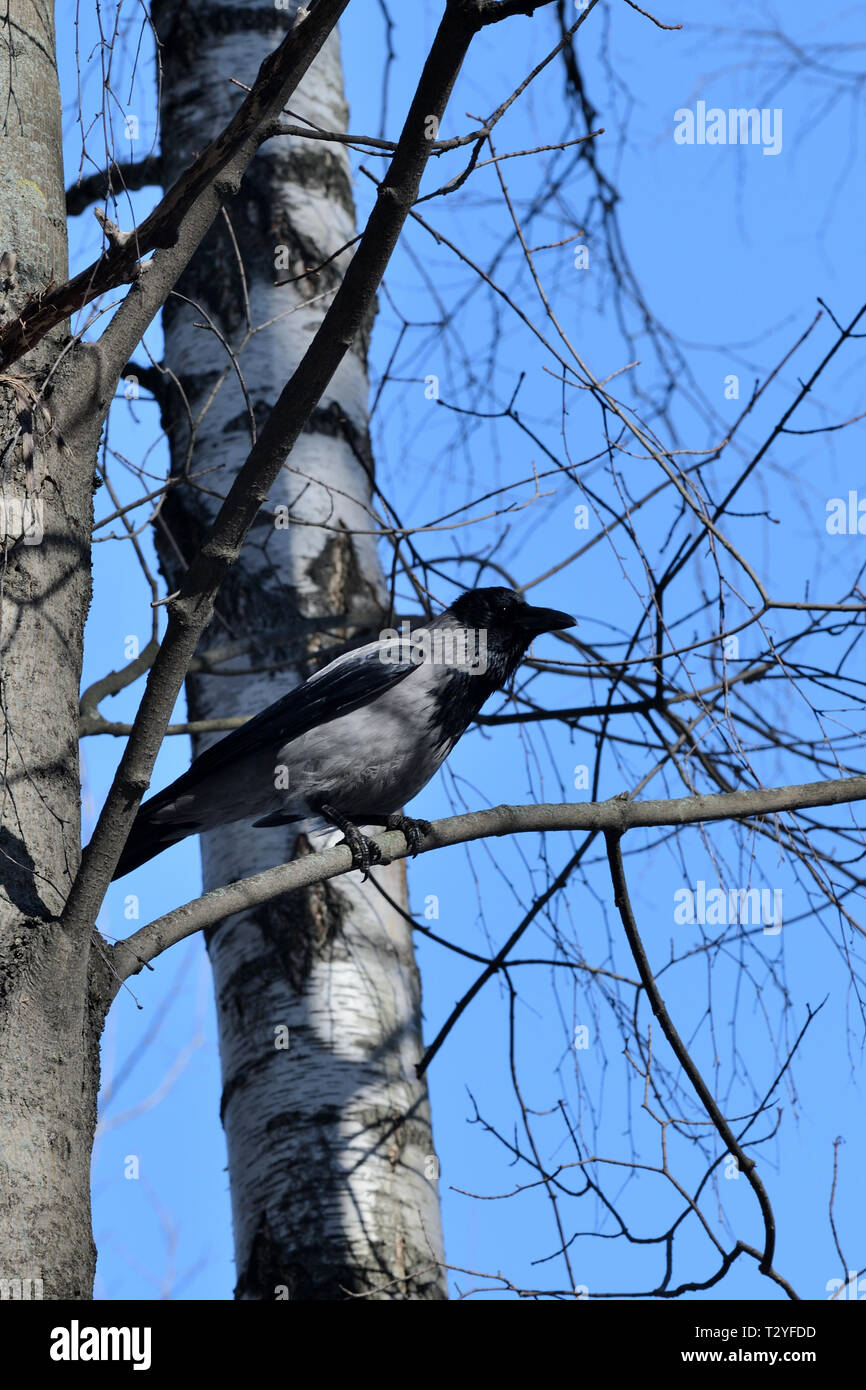 Crow sitting on a tree in the forest on a background of the clear blue ...