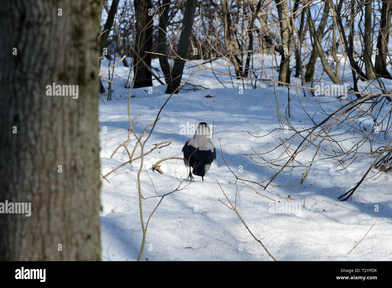 Clever forest bird hi-res stock photography and images - Alamy