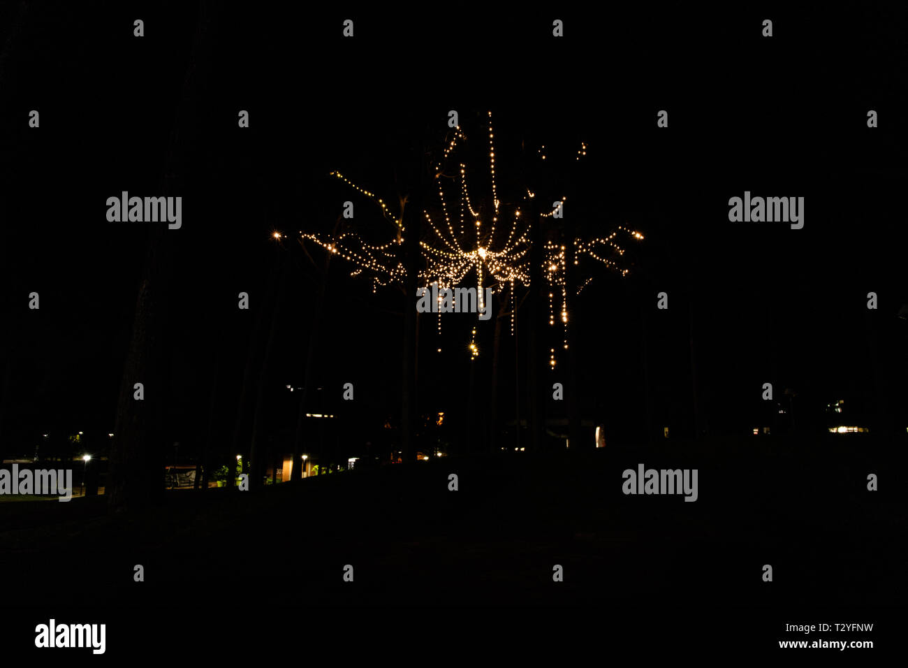 Light up trees hi-res stock photography and images - Alamy