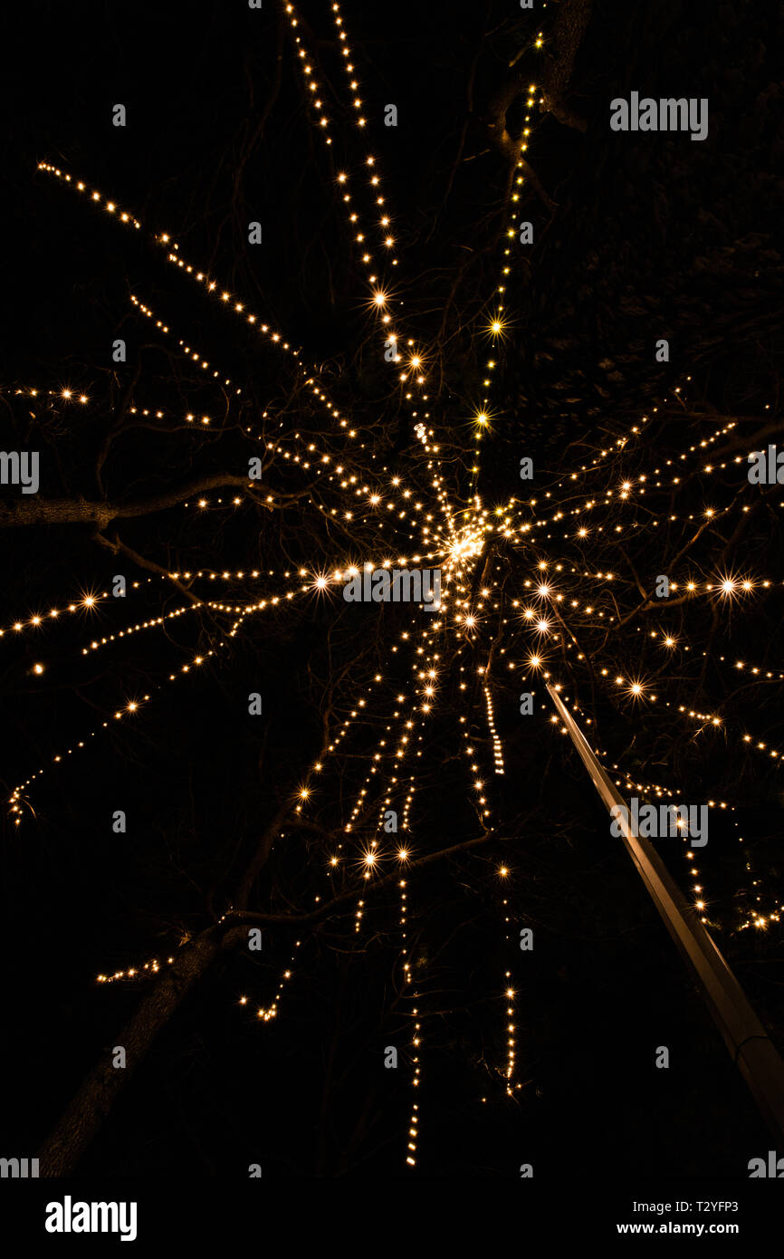 Light tree hi-res stock photography and images - Alamy