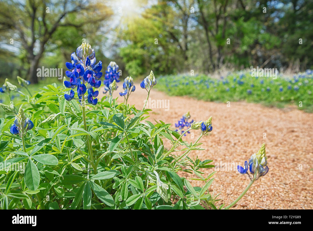 Texas Bluebonnet (Lupinus texensis) flowers blooming along a trail on a ...