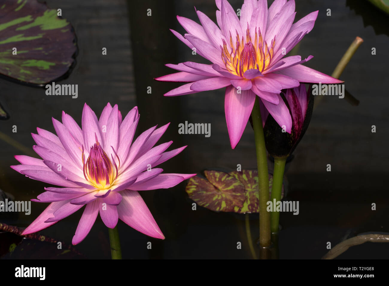 Pretty lilies hi-res stock photography and images - Alamy