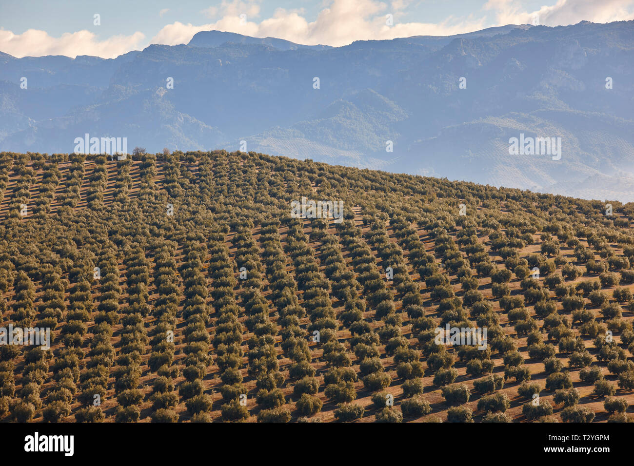 Olive tree fields in Andalusia. Spanish agricultural harvest landscape ...
