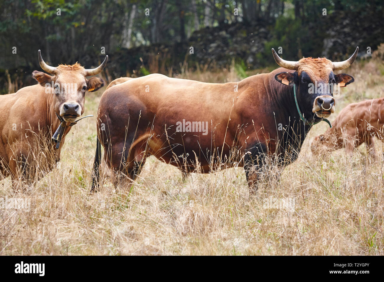 Bull and cow in the countryside. Cattle, livestock. Mammal Stock Photo ...