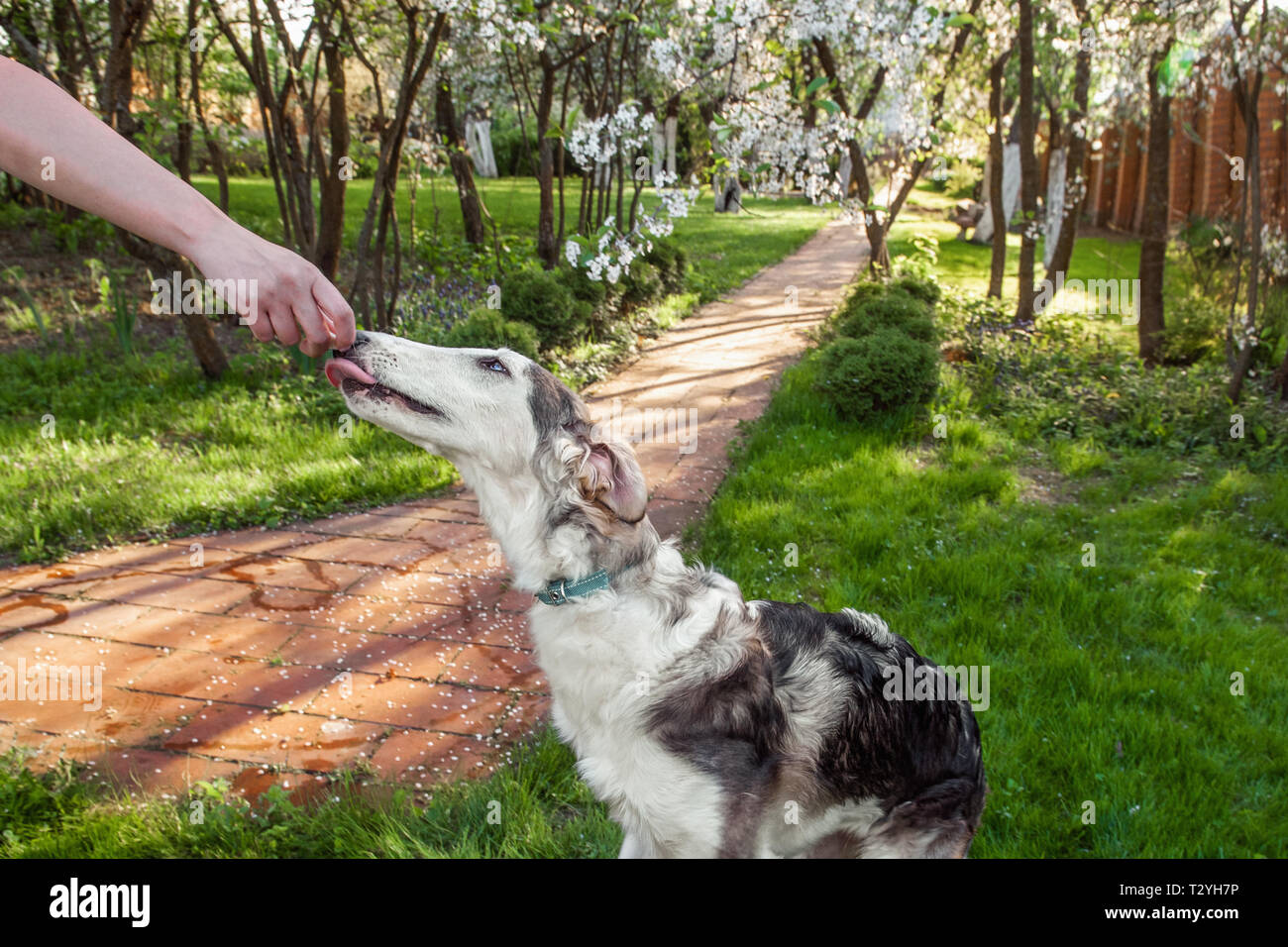 Female hand strokes dog breed Borzoi. Play with pets Stock Photo - Alamy