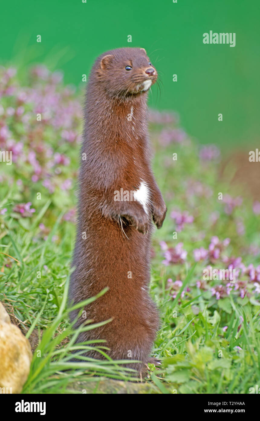 AMERICAN MINK Mustela Vison Begging Captive Stock Photo - Alamy