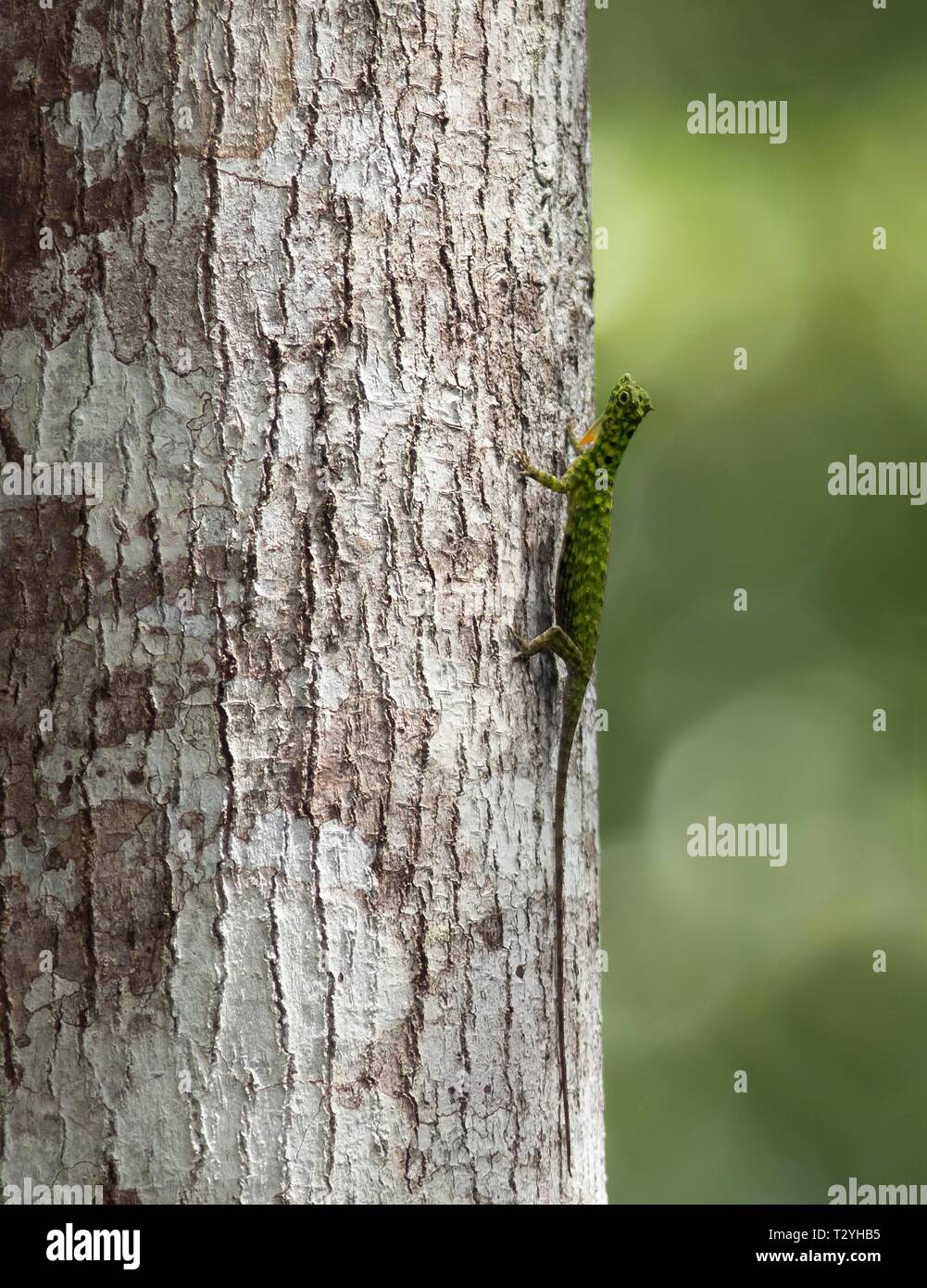 Common Flying Dragon Draco Volans High Resolution Stock Photography and ...