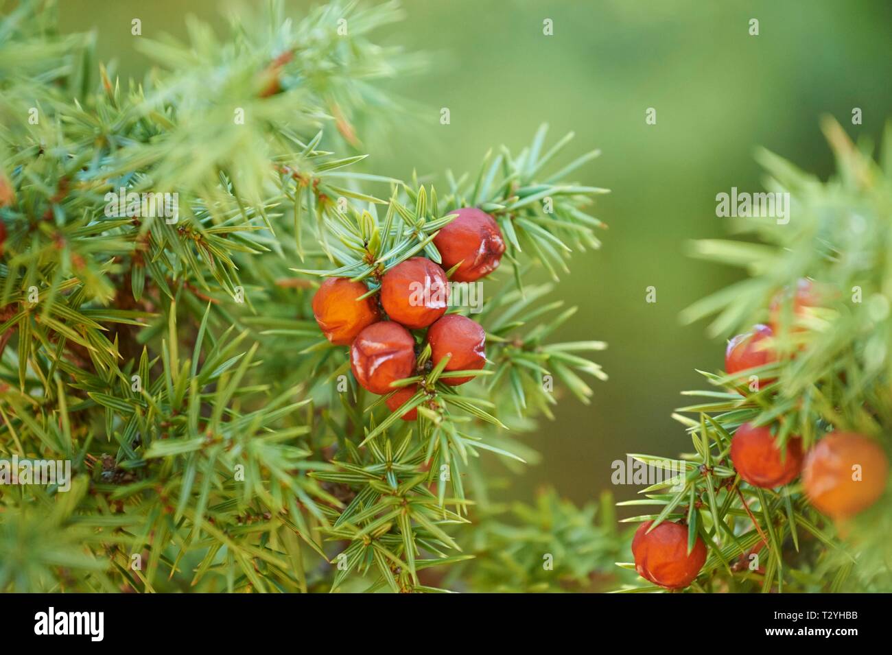 Common juniper (Juniperus communis) with red berries, Cres, Croatia ...