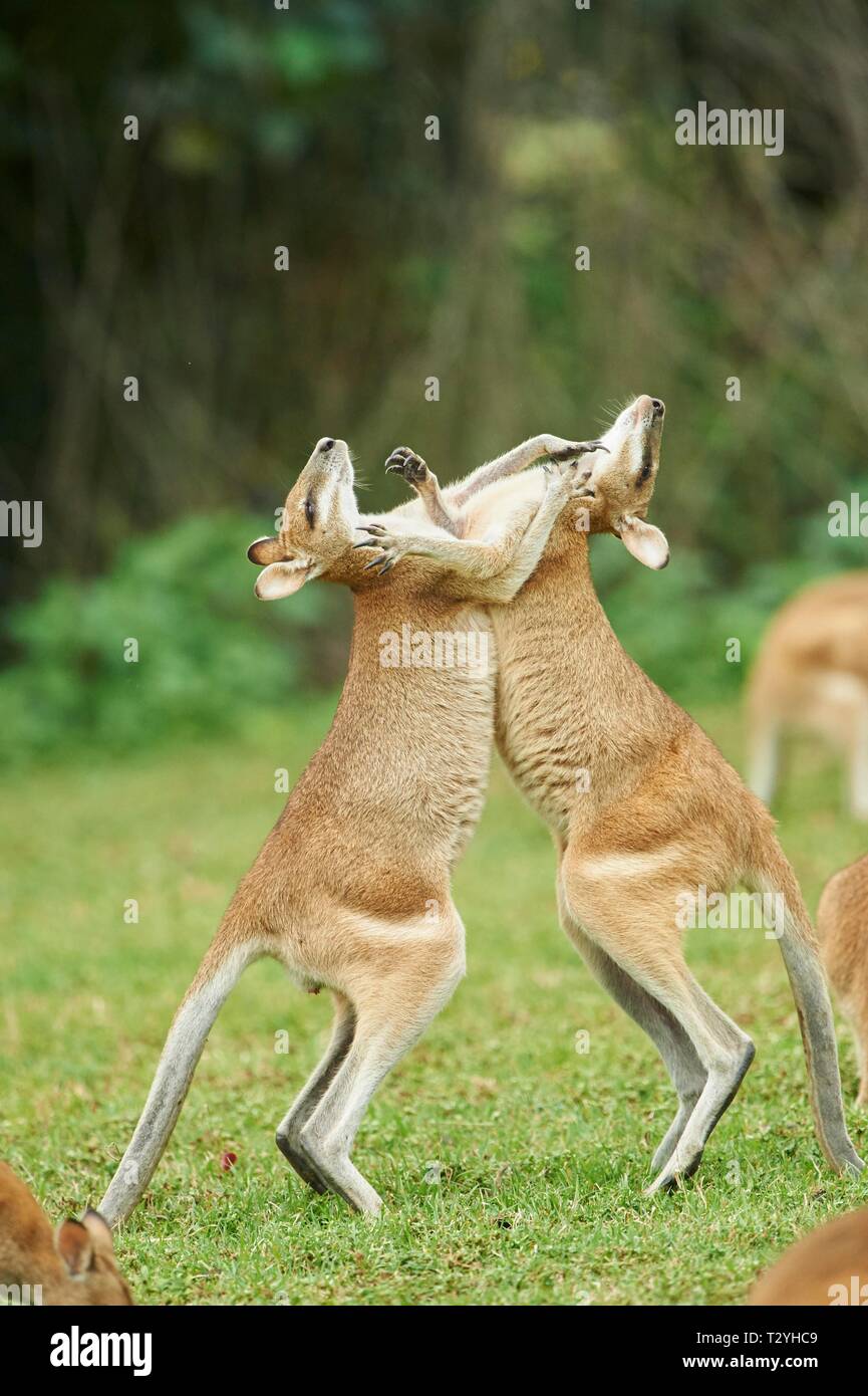 Wallabies macropus agilis fighting on a meadow hi-res stock photography ...
