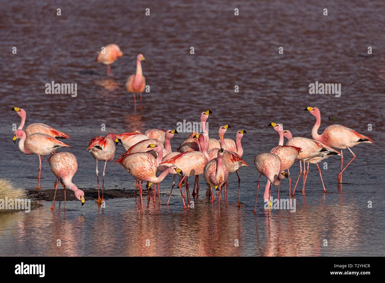 Andean Flamingos (Phoenicoparrus andinus) in the Laguna Colorada ...