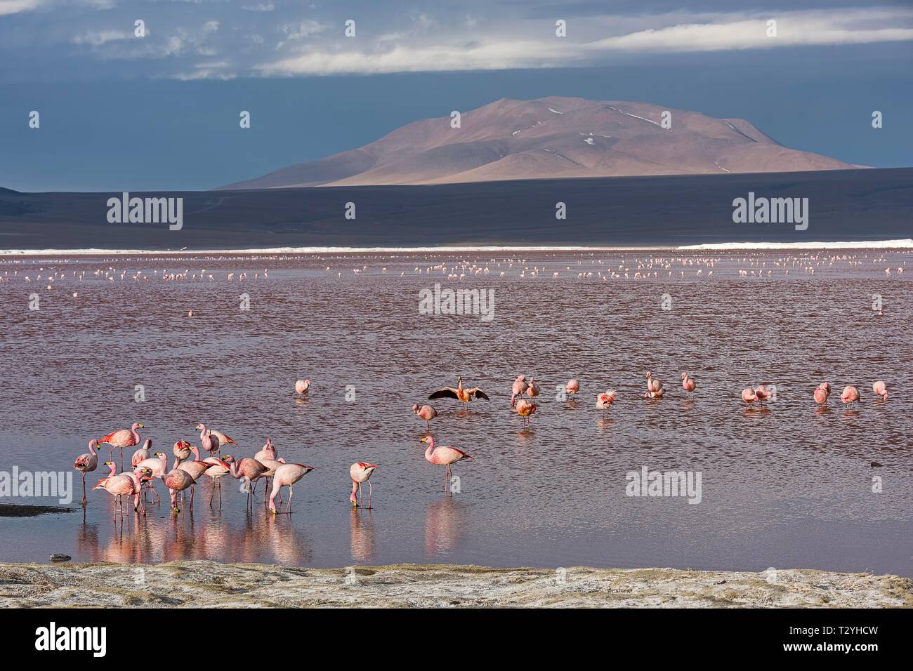 Andean Flamingos (Phoenicoparrus andinus) in the Laguna Colorada ...