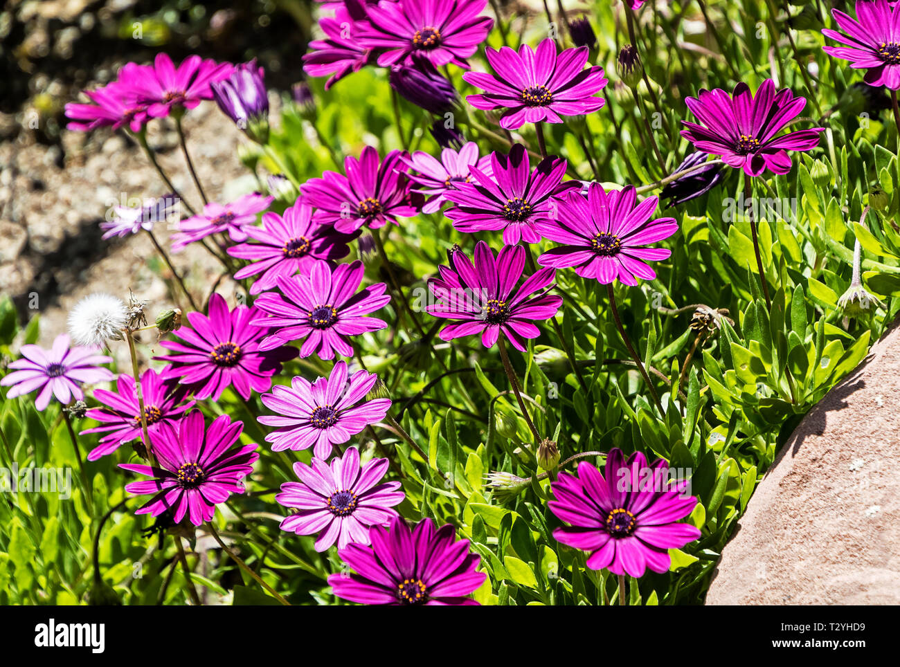 River daisy Flower (Osteospermum ecklonis) in a tropical garden of ...