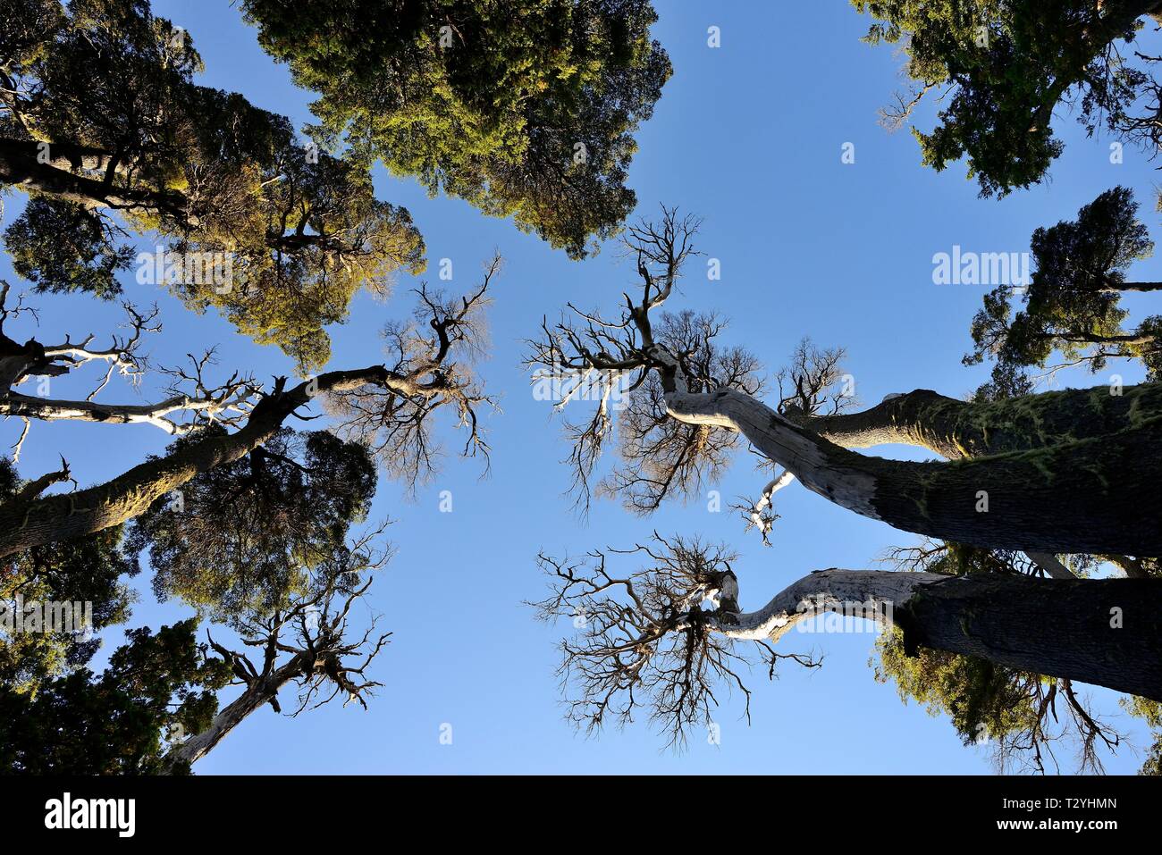 View into the treetops, green and dead trees, province Rio Negro ...