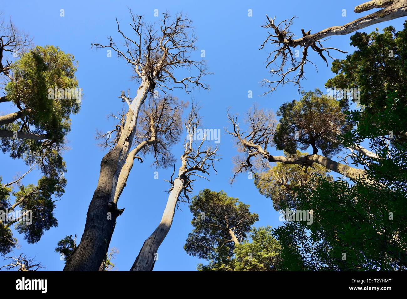 View into the treetops, green and dead trees, province Rio Negro ...