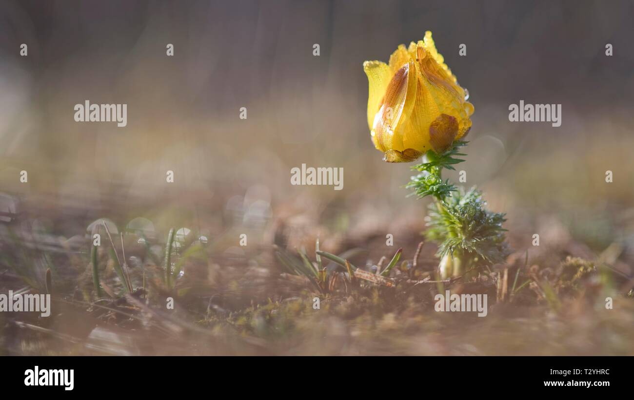 Pheasant's eyes (Adonis vernalis) in the morning dew, Austria Stock ...