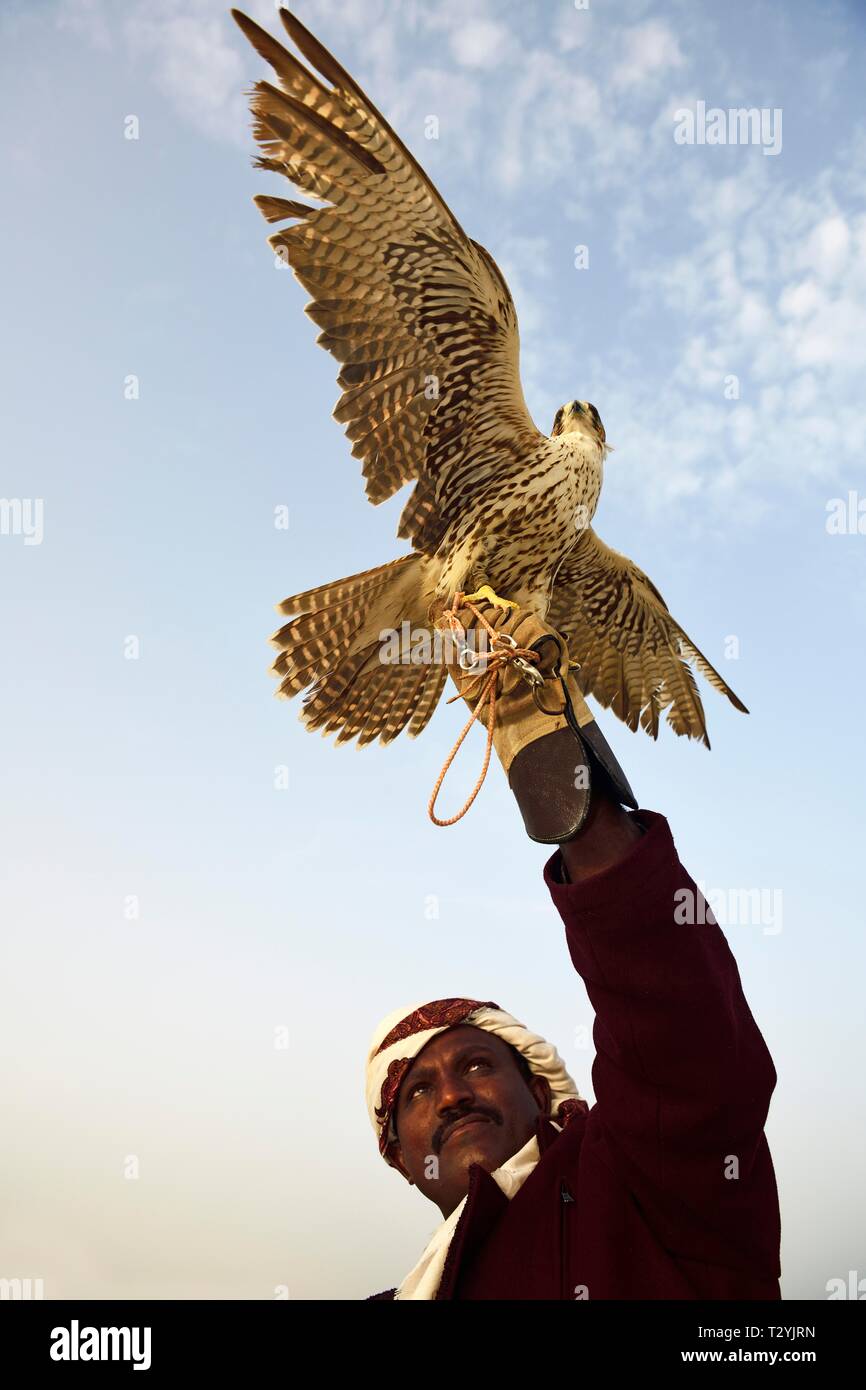 Falconry qatar hi-res stock photography and images - Alamy