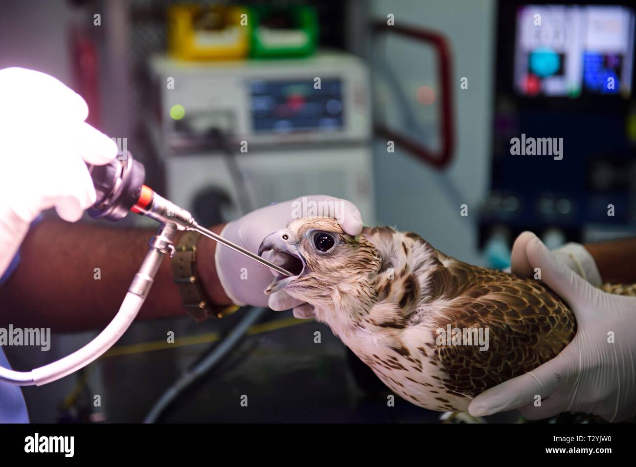 Medical treatment, endoscopy of an anesthetized falcon, Falcon Hospital ...