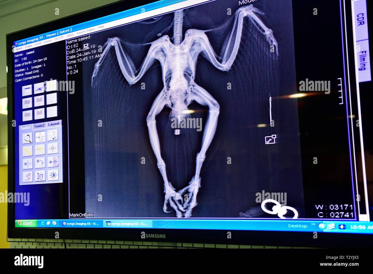 X-ray image of a falcon, X-ray department, Falcon hospital, Souq Waqif ...