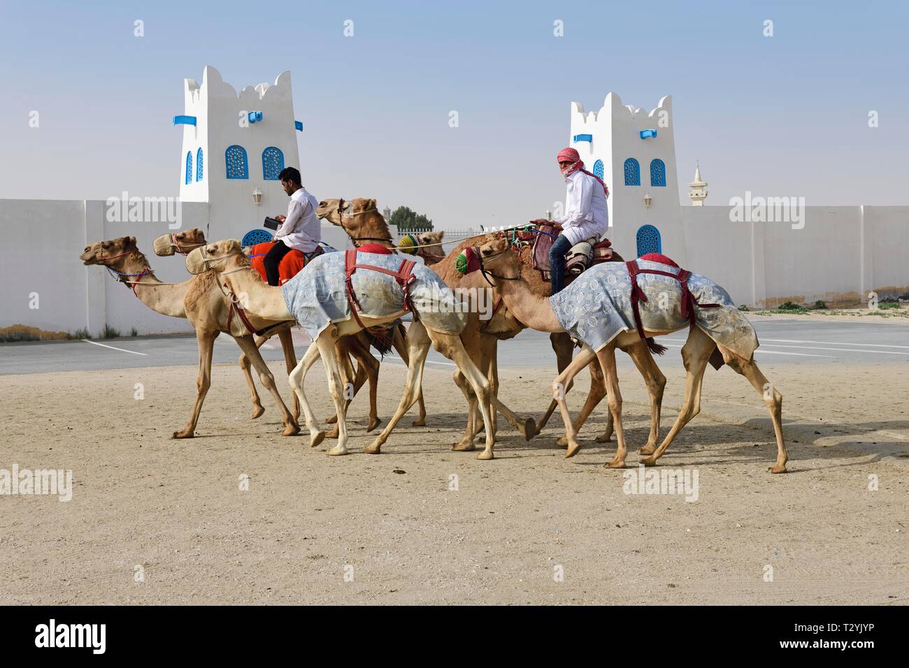 Camels with riders in front of Al Shahaniya Stadium for camel races ...