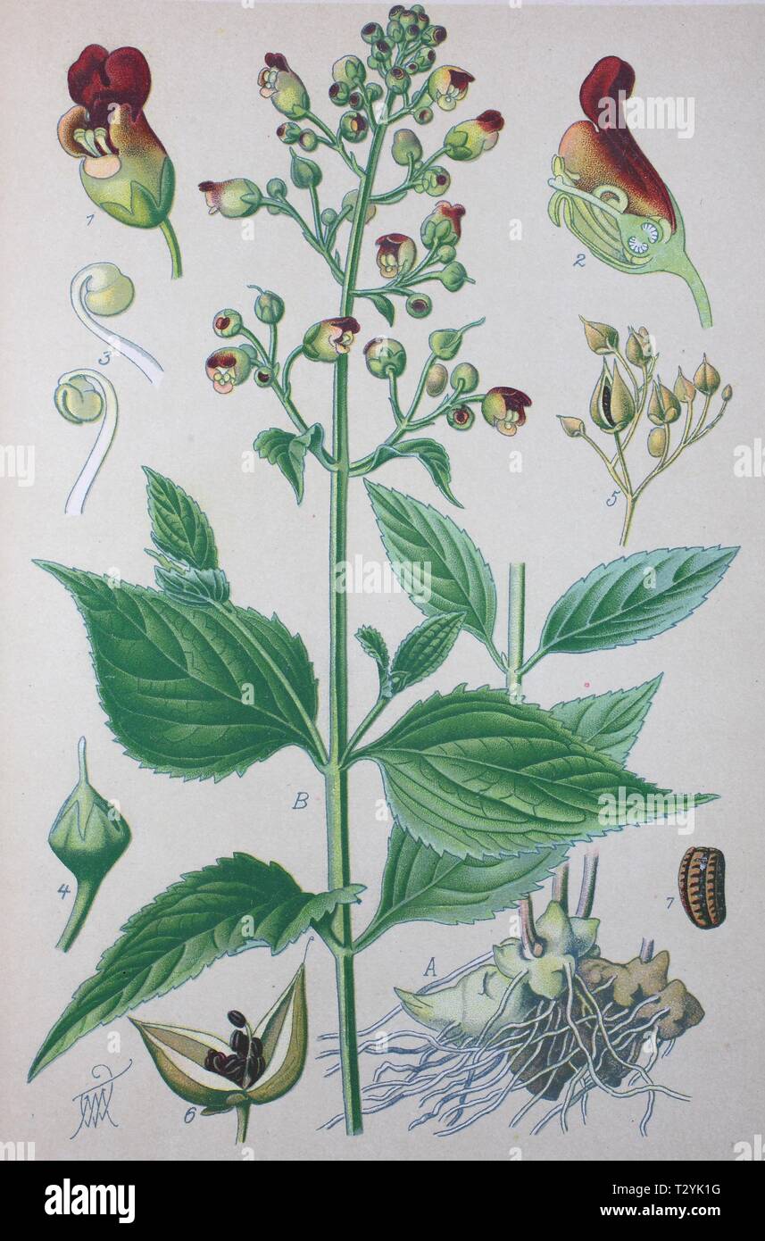 Drawing of figwort hi-res stock photography and images - Alamy