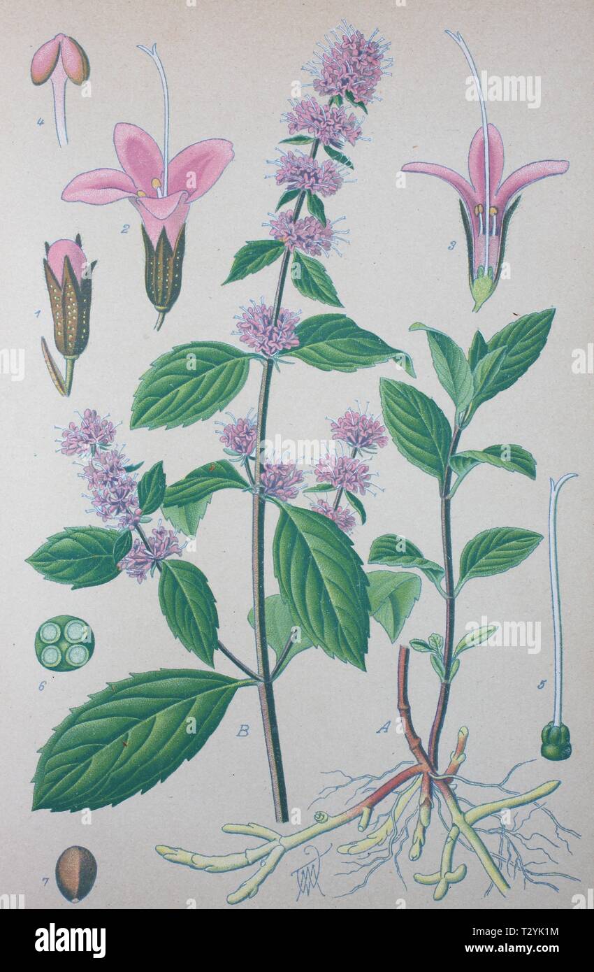 Mentha Piperita Structure