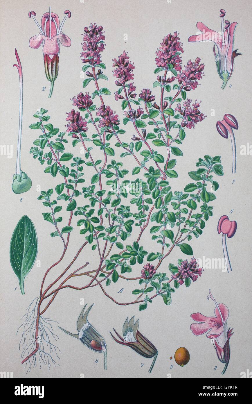Thymus Plant Drawing