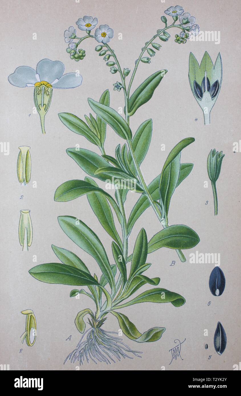 True forget-me-not (Myosotis scorpioides), historical illustration from ...