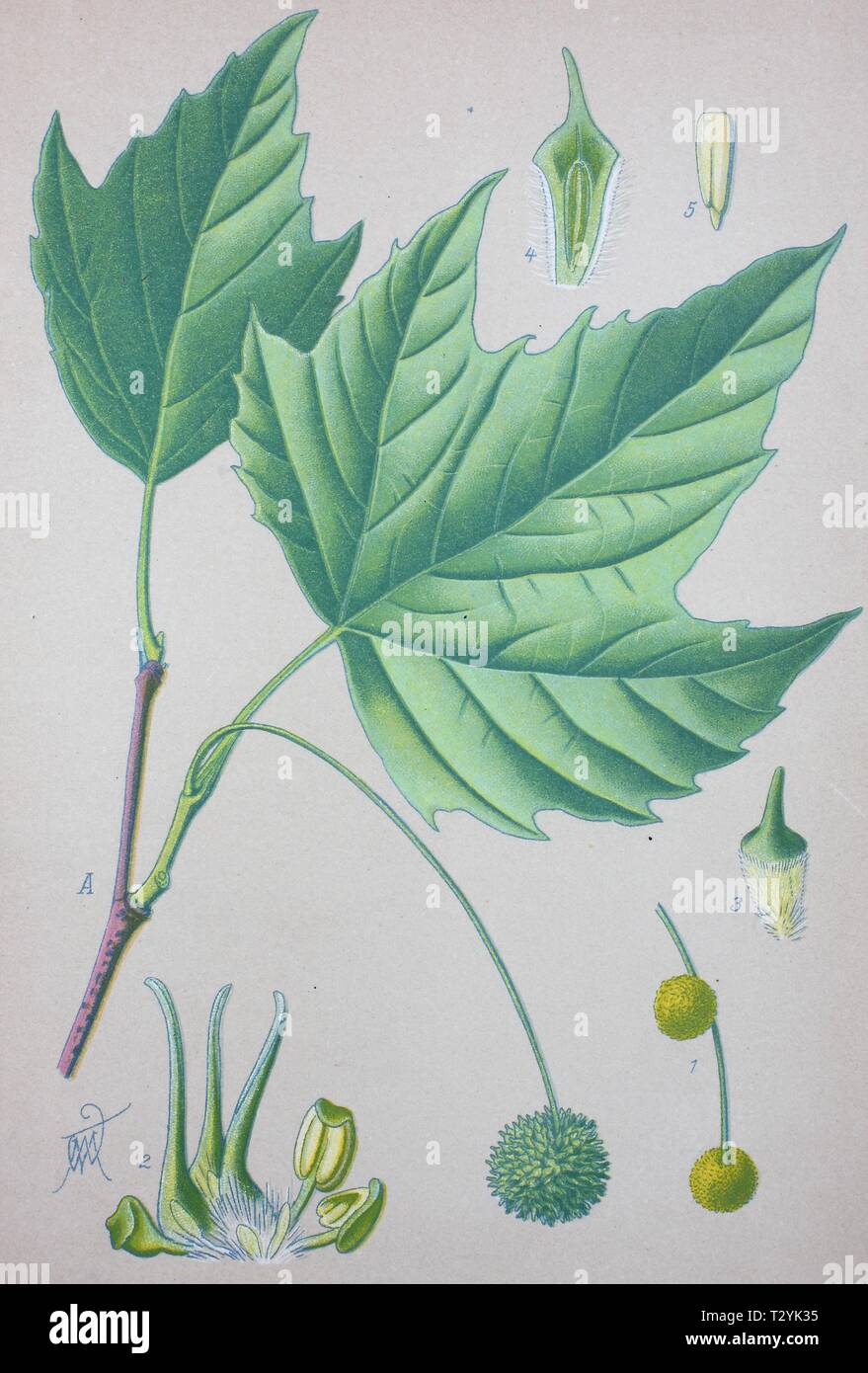 Sycamore Tree Leaf Identification